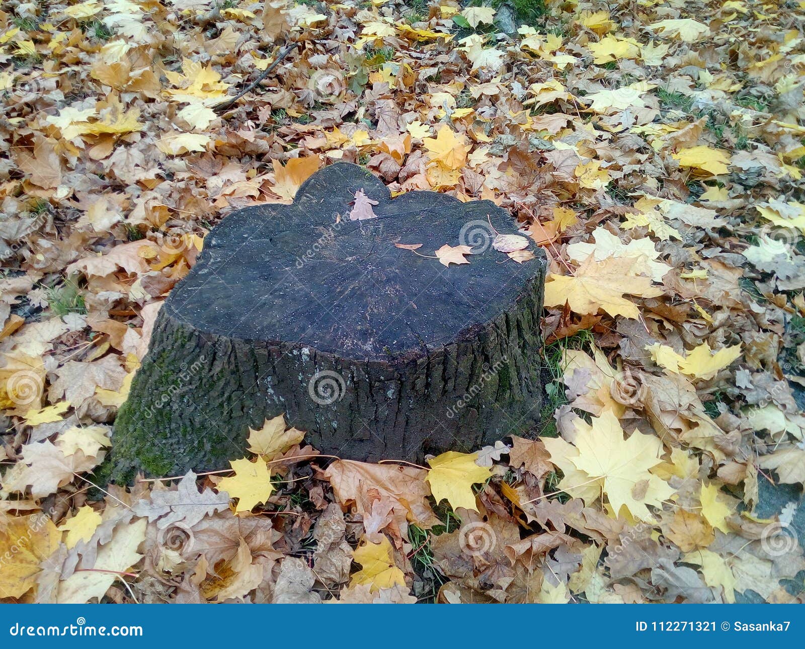 Dark Stumb Photos - Free & Royalty-Free Stock Photos from Dreamstime