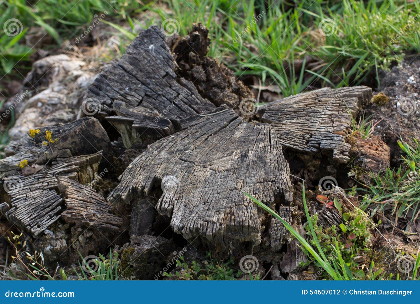 Old stumb stock photo. Image of beauty, green, forest - 54607012