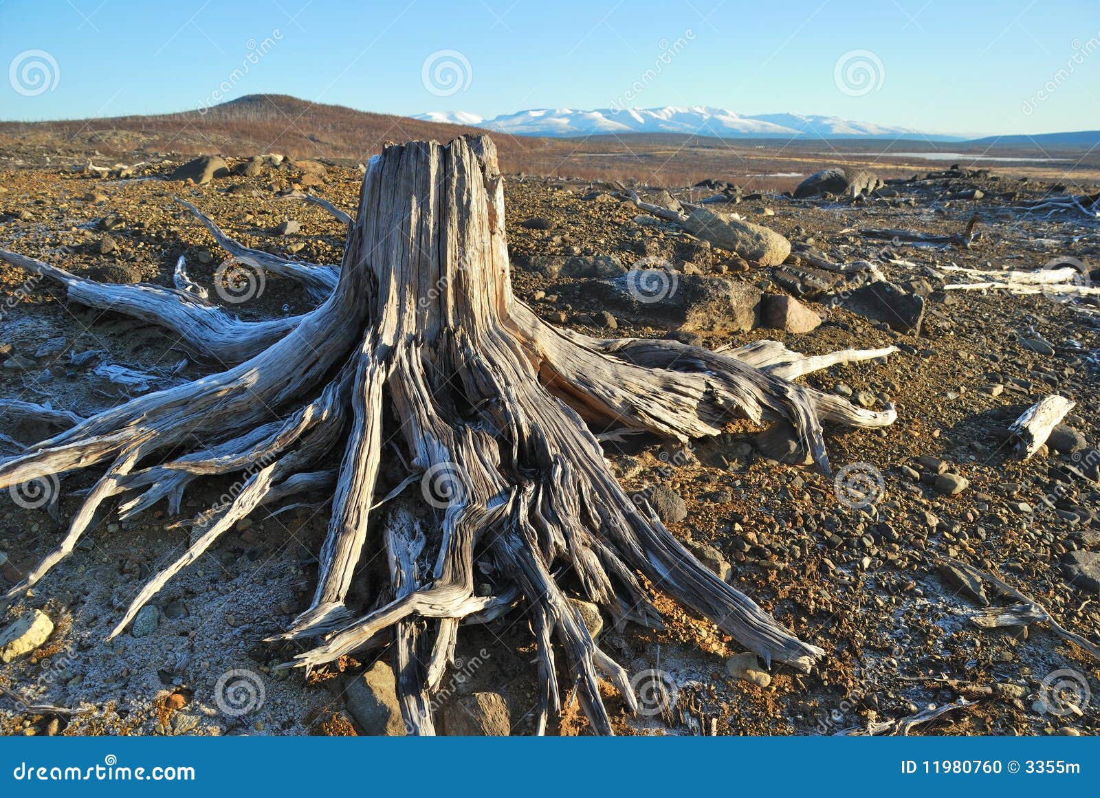 Old stump stock photo. Image of environmental, plant - 11980760