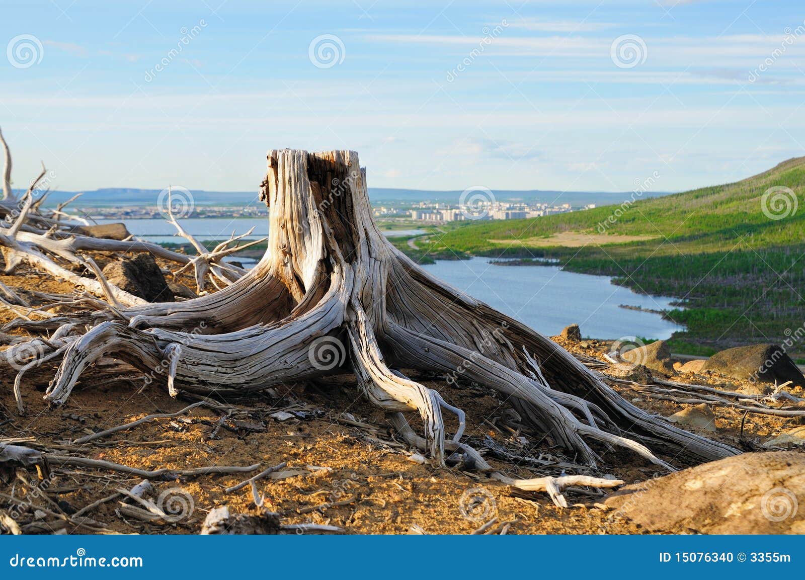 Old stump stock photo. Image of erosion, environment - 15076340