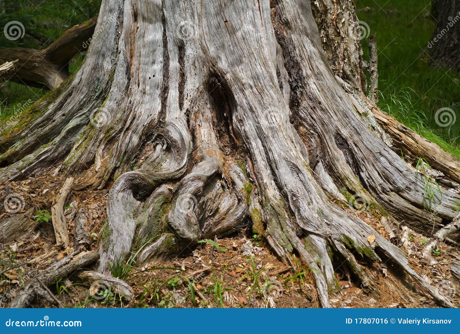 Old stump 2 stock photo. Image of outdoor, textured, forest - 17807016