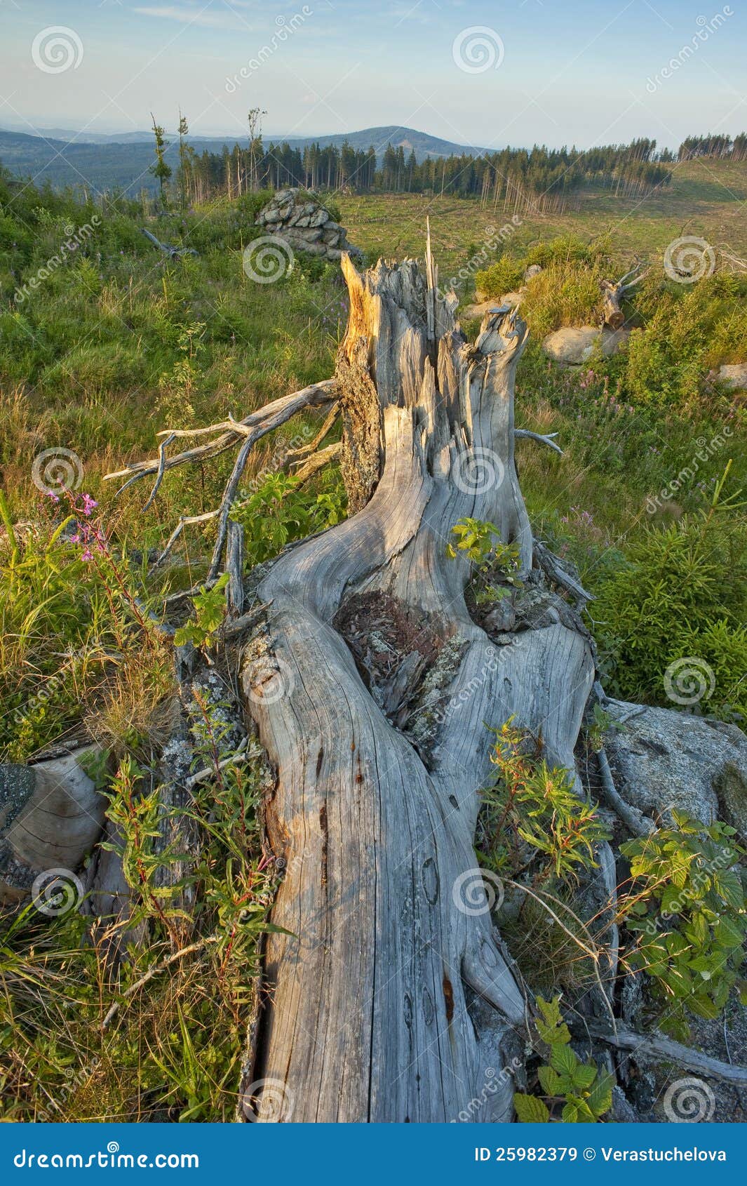 Old stump stock image. Image of bright, park, fresh, foliage - 25982379