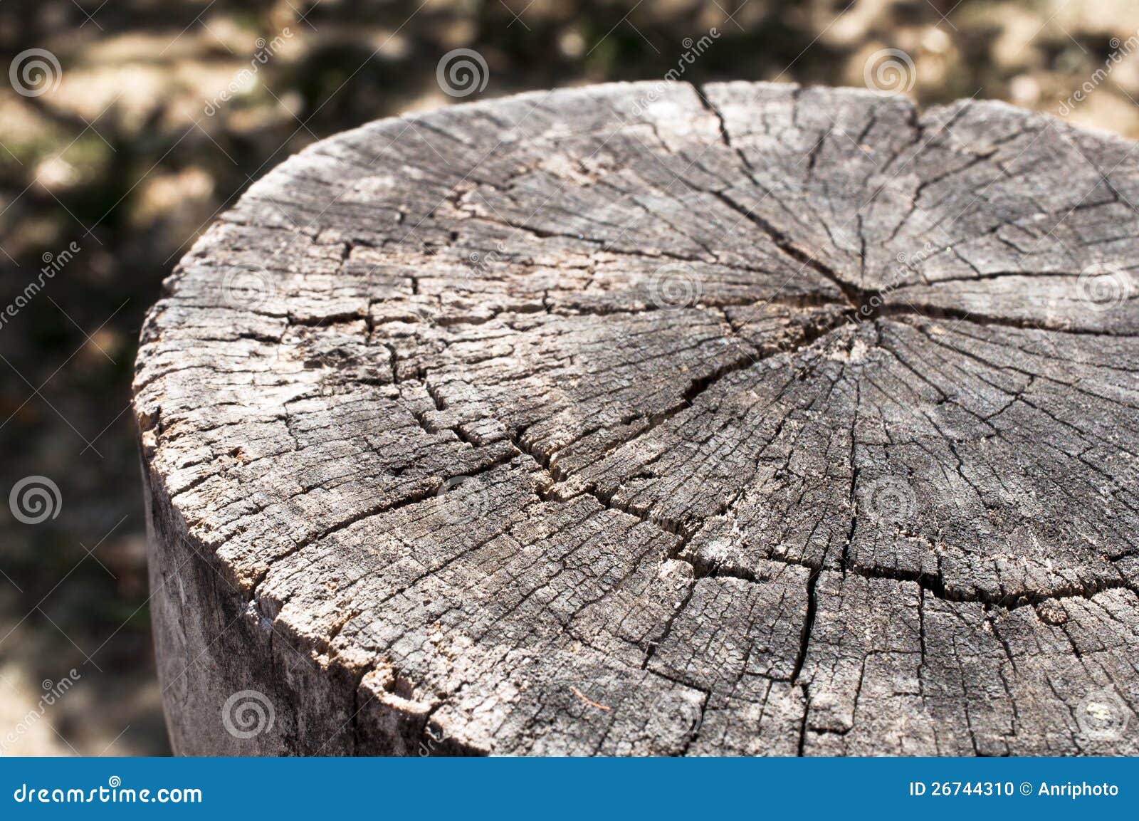 Old Stump stock photo. Image of fire, stub, crust, texture - 26744310