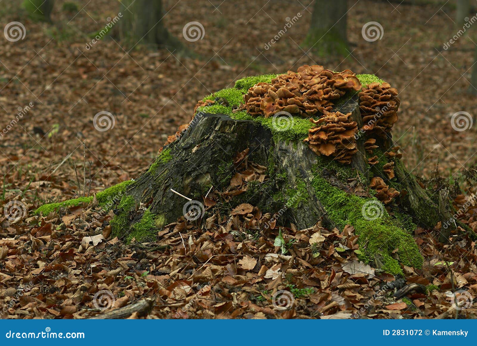 Old stump stock photo. Image of outdoors, stump, tranquil - 2831072