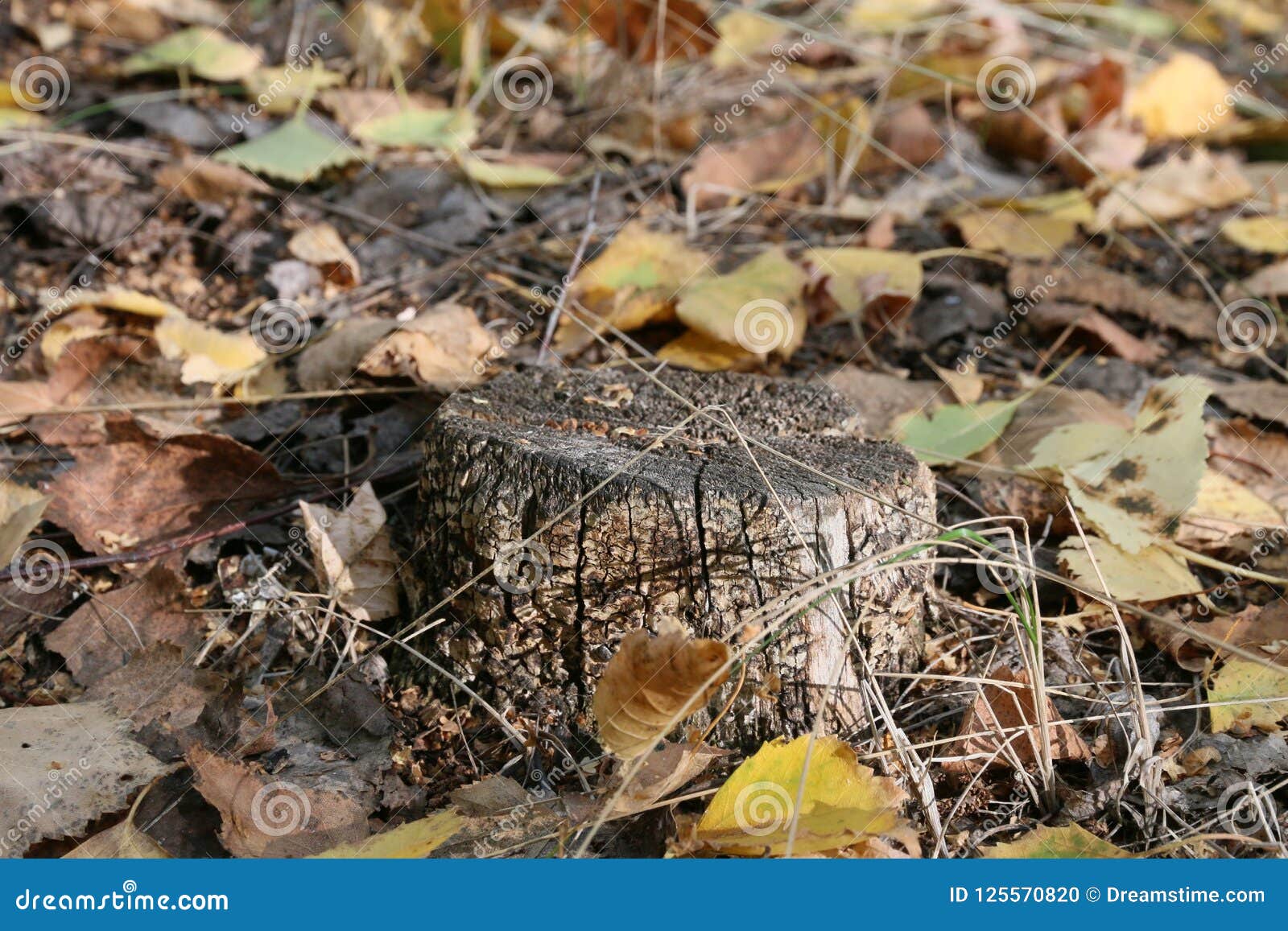 An Old Stump. in the Autumn Forest Stock Photo - Image of beautiful ...