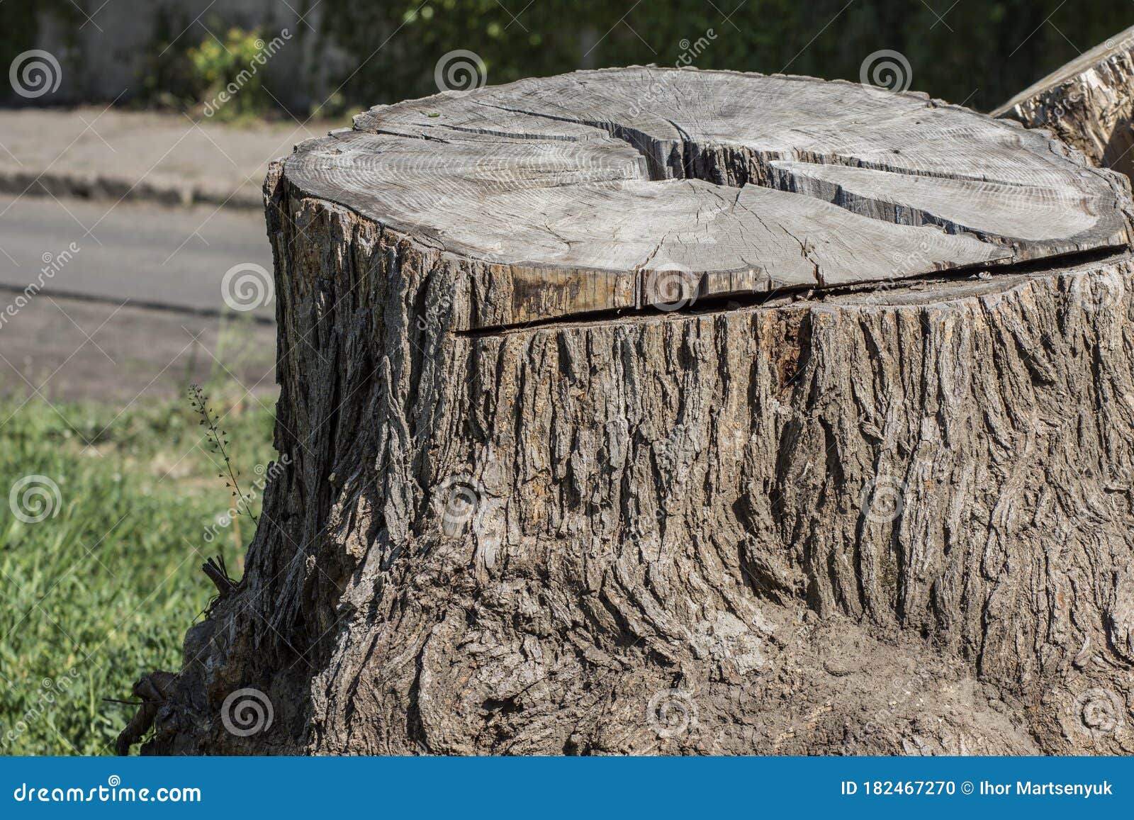 Old Stump of a Big Tree. Forestry and Pruning Stock Photo - Image of ...