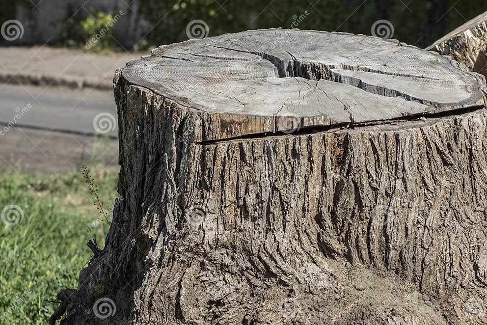 Old Stump of a Big Tree. Forestry and Pruning Stock Photo - Image of ...