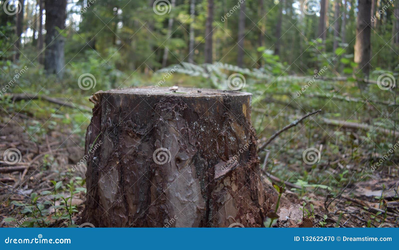 Stump in the forest stock photo. Image of green, plant - 132622470
