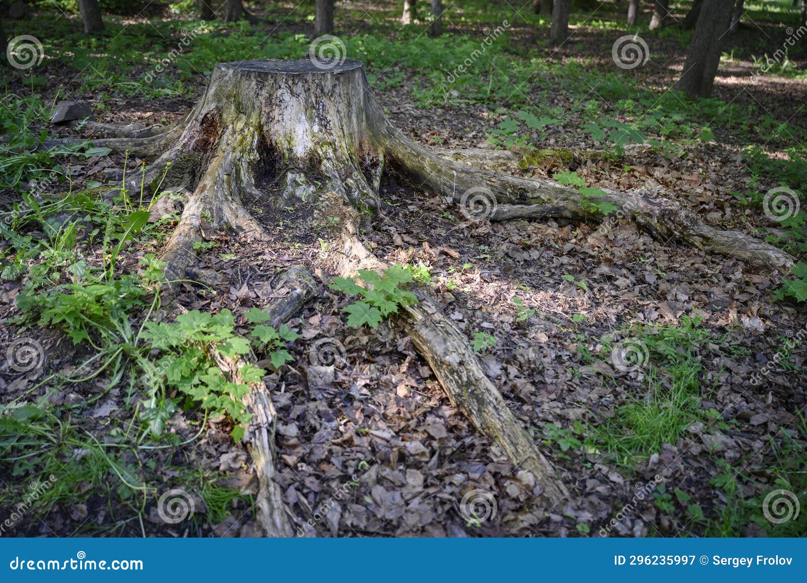 An Old Stump Covered with Moss among the Shoots of a Maple Tree in the ...