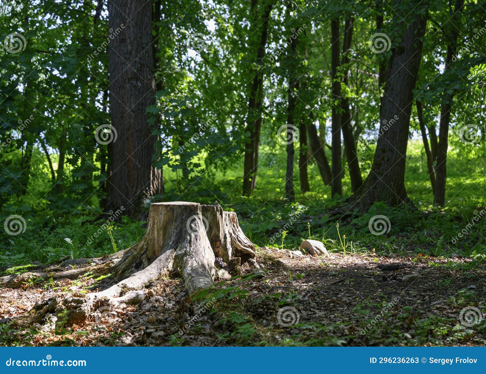 An Old Stump Covered with Moss among the Shoots of a Maple Tree in the ...