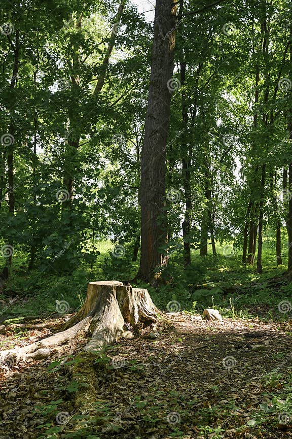 An Old Stump Covered with Moss among the Shoots of a Maple Tree in the ...