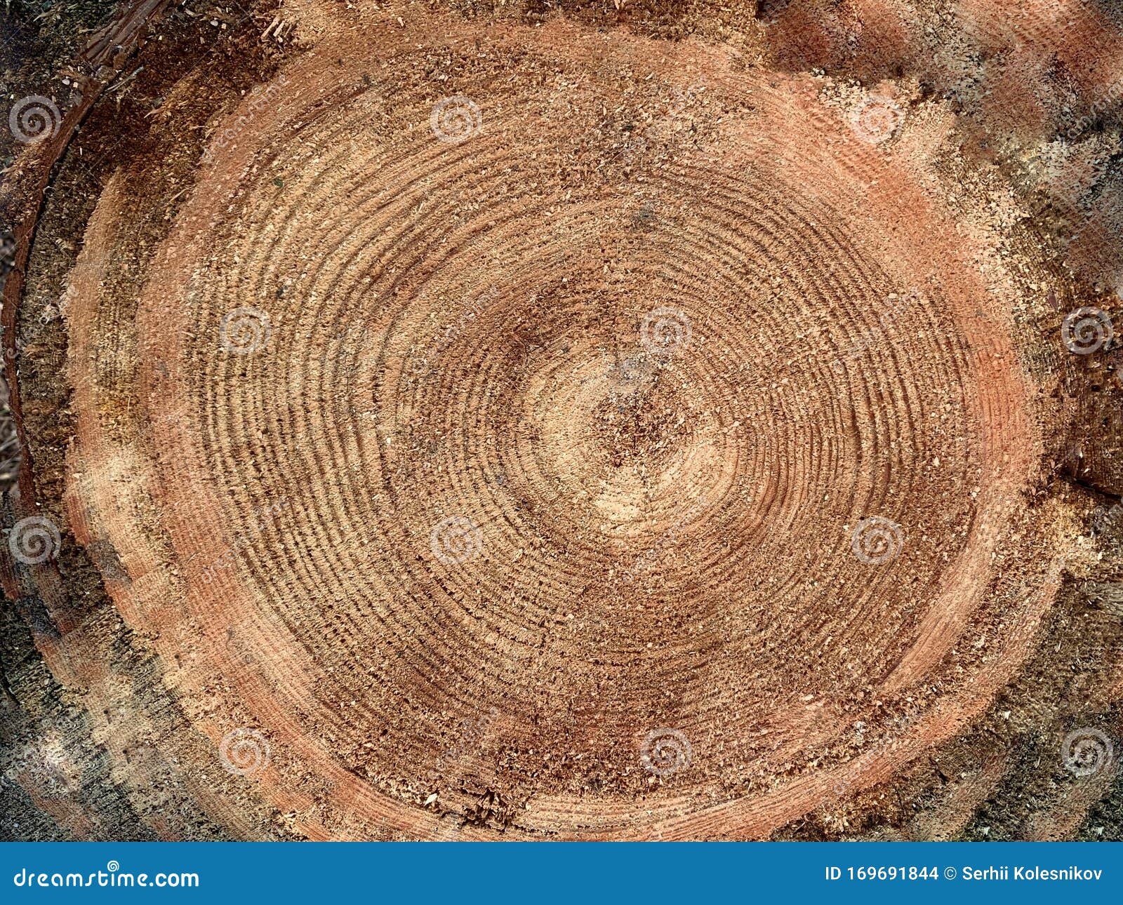 Old Stump with Cracks. Cross Section of a Tree Trunk, Tree Structure ...
