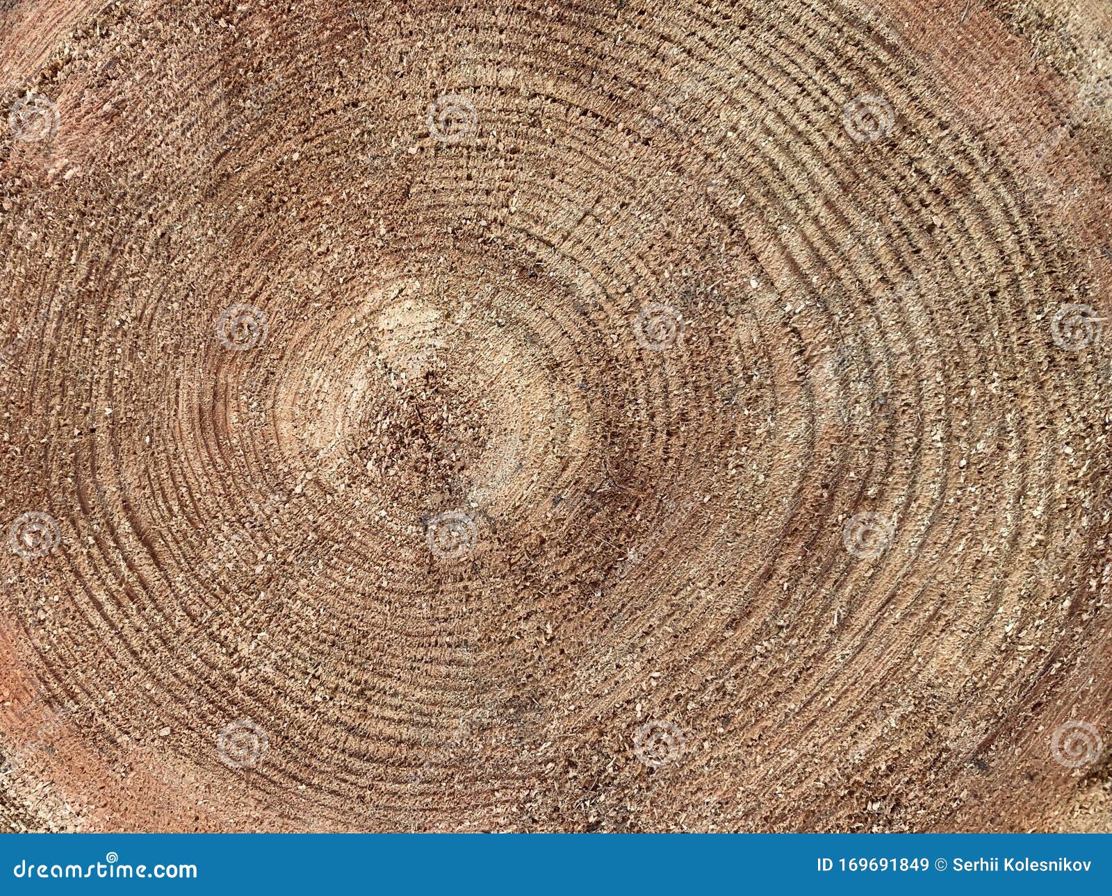 Old Stump with Cracks. Cross Section of a Tree Trunk, Tree Structure ...