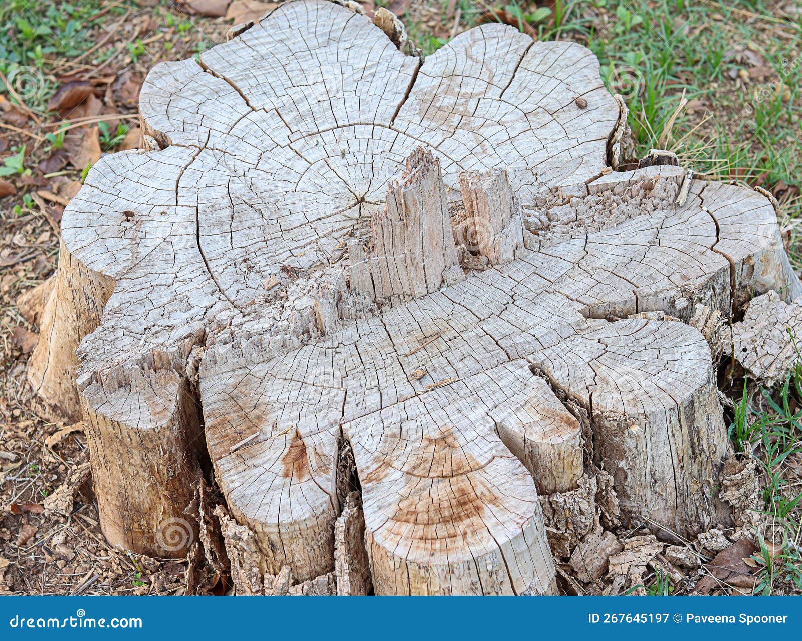 Old Stump. Cross Section of Tree Trunk Stock Image - Image of ...