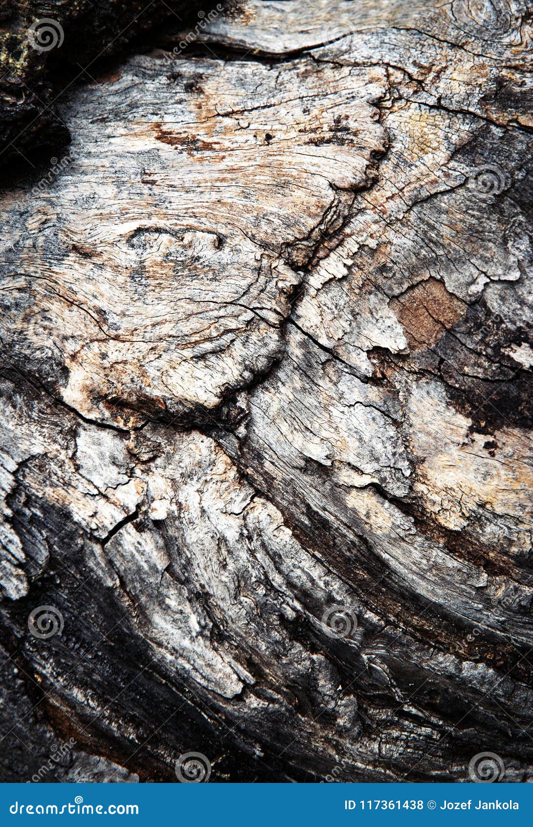 Old Stump Deformed and Rotten Stock Photo - Image of empty, deformed ...