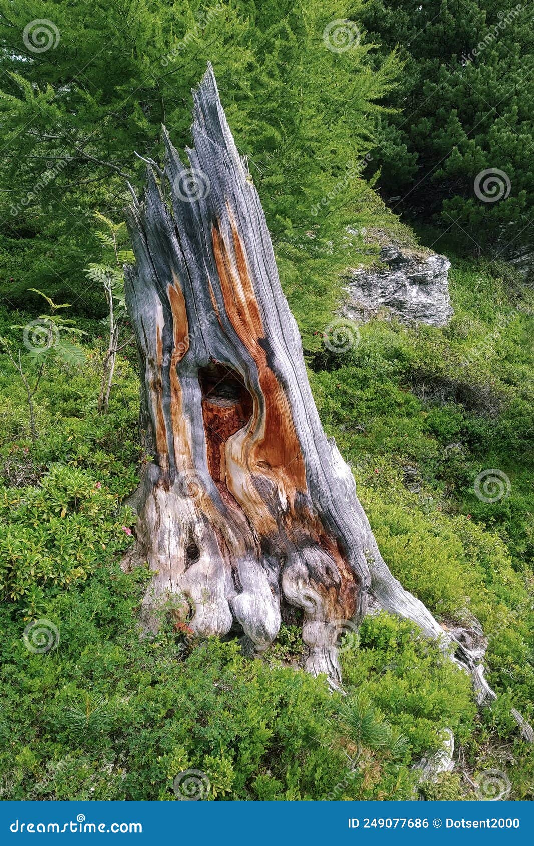Old stump stock photo. Image of dark, natural, bushes - 249077686