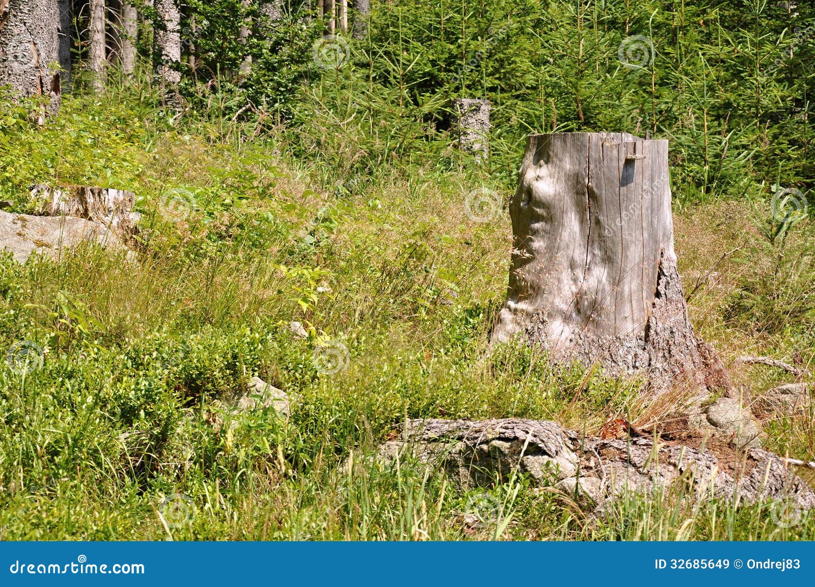 Old stump stock image. Image of aged, calm, growth, nature - 32685649