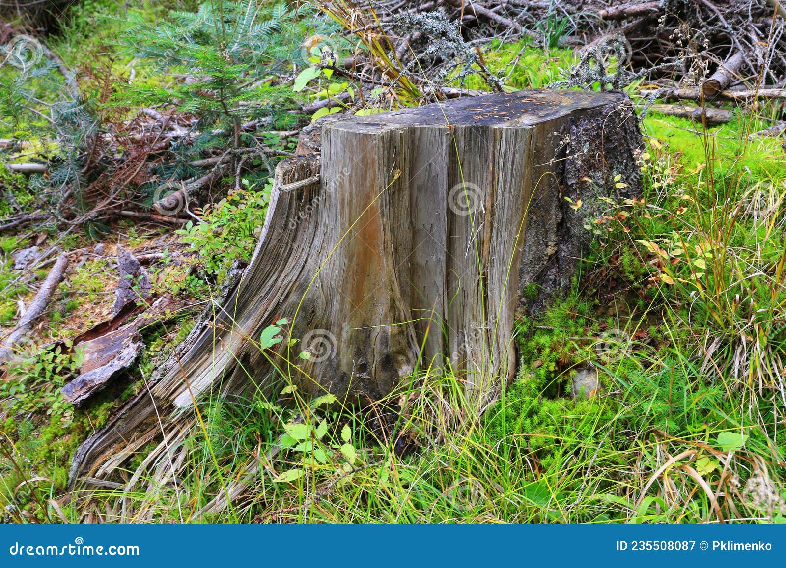 Old stump in forest stock image. Image of park, ground - 235508087