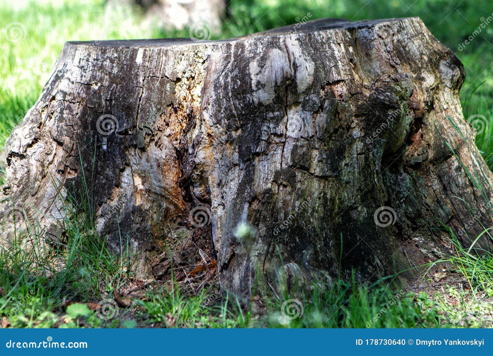 Old Stump in the Forest on a Background of Green Grass Stock Photo ...