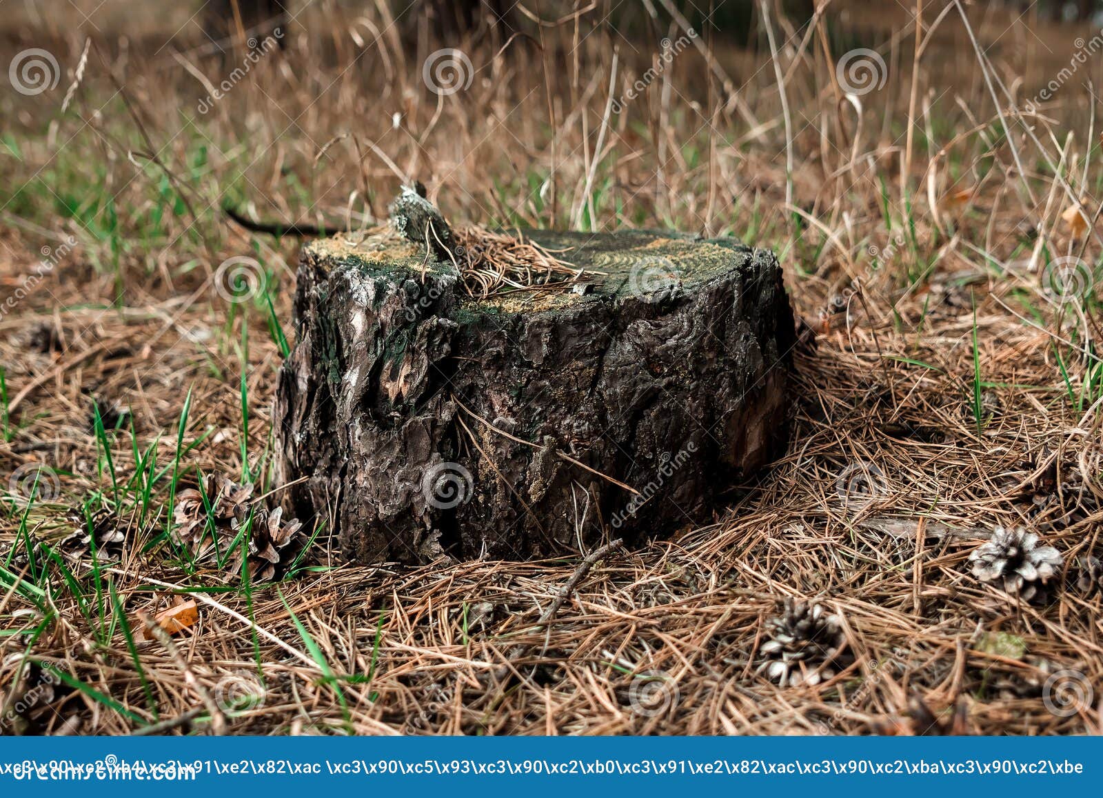 Old Stump in the Forest. the Concept of Cutting Down Trees, the Disease ...