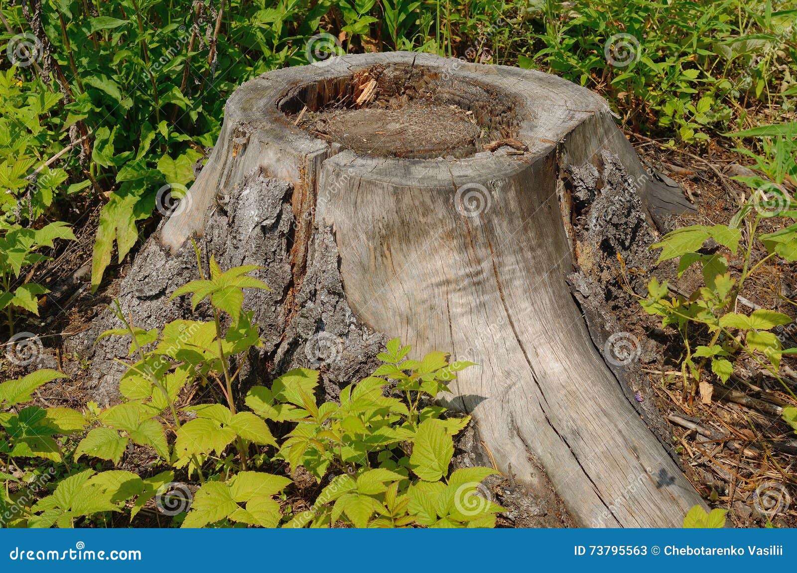 Old stump stock image. Image of texture, liked, cracks - 73795563