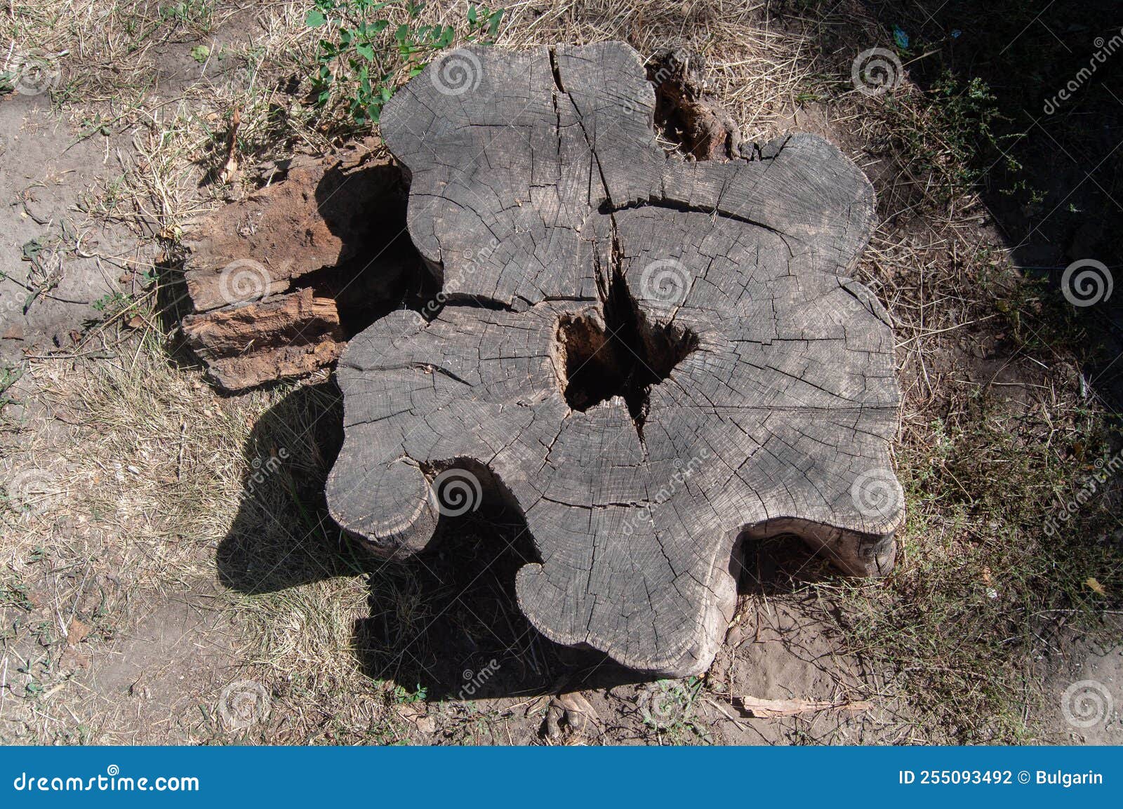 Old stump stock photo. Image of stump, grey, tired, texture - 255093492