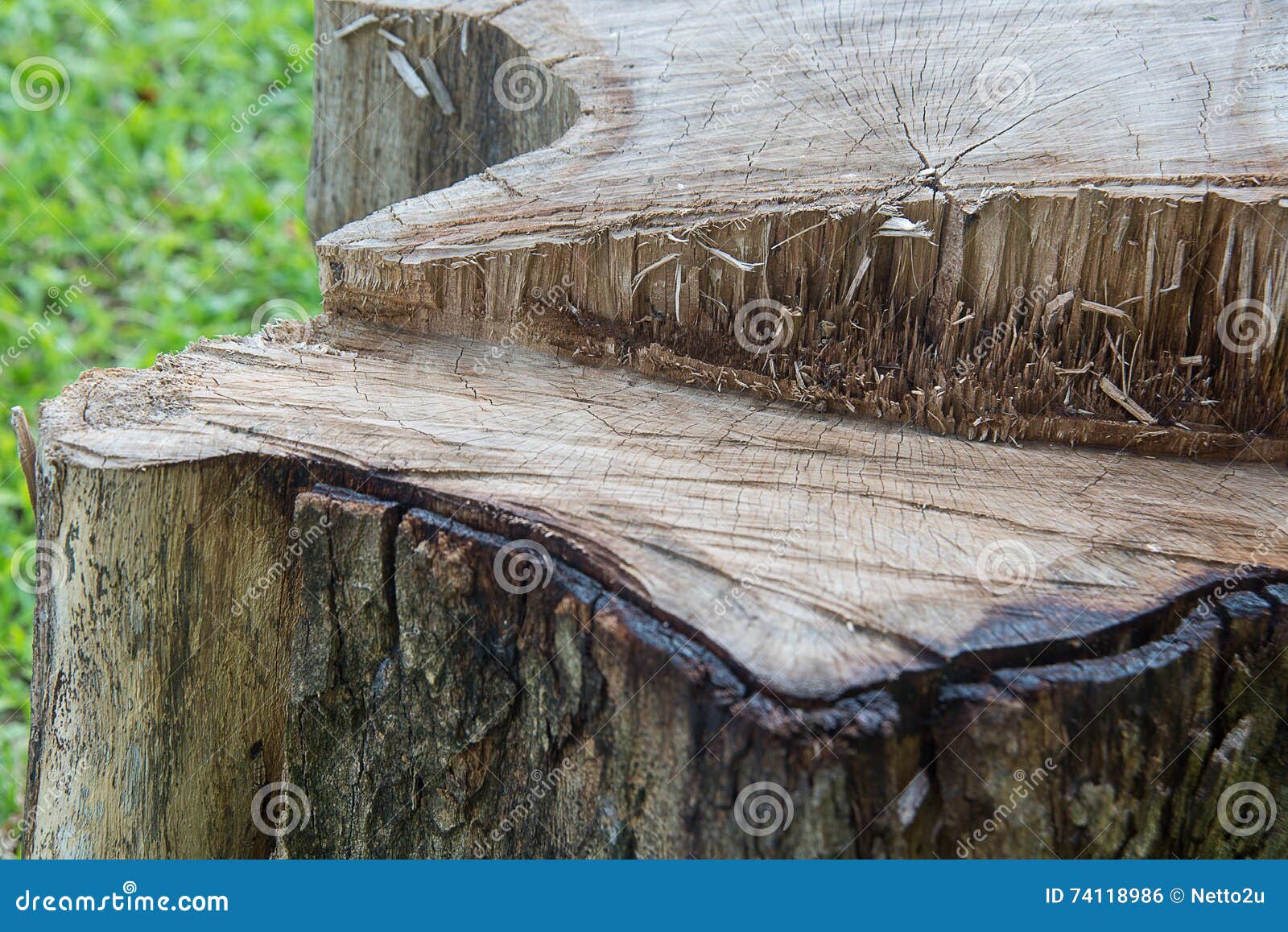 Old stump with many burs stock photo. Image of dawn, cross - 74118986