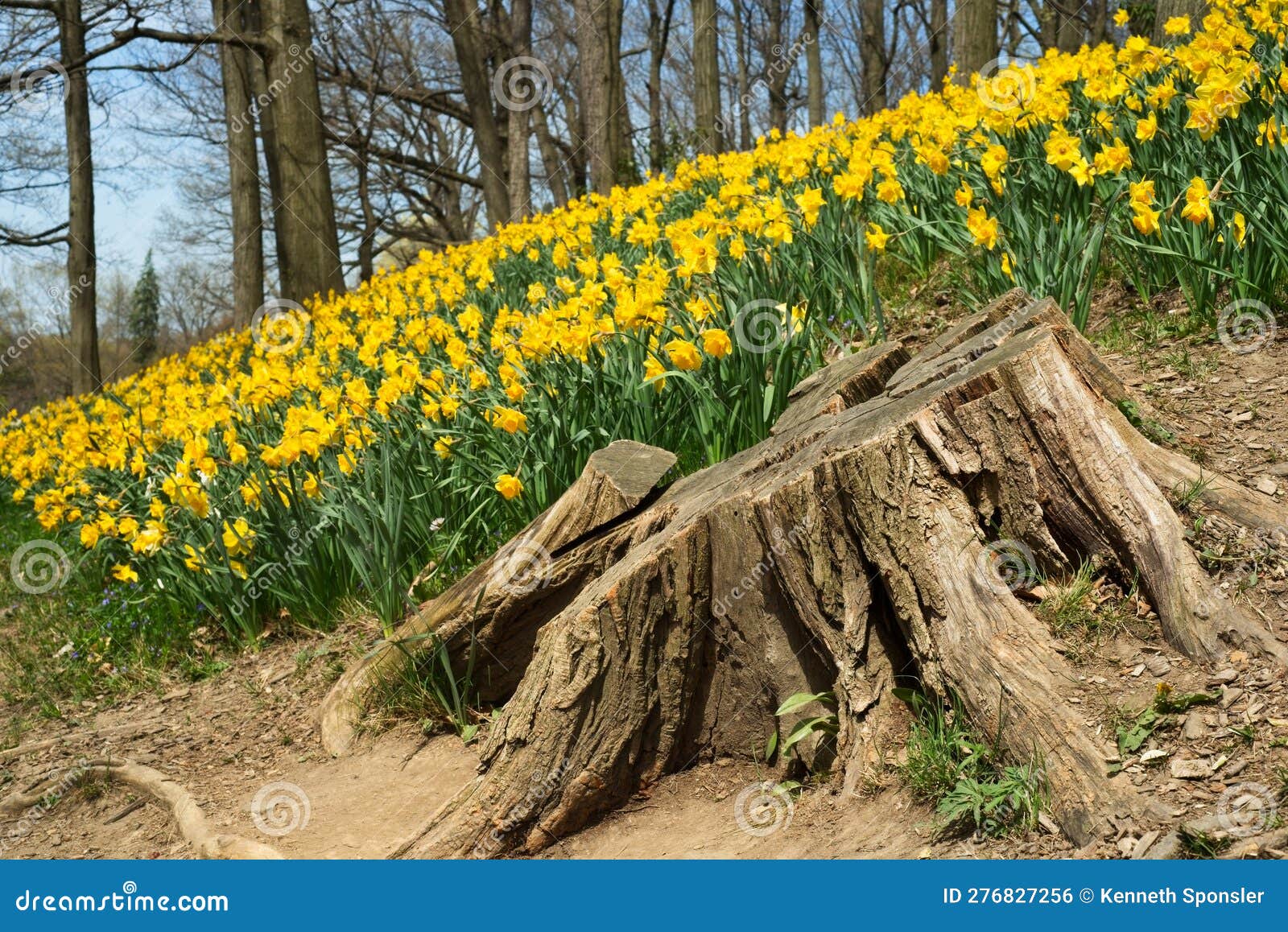 Old Stump with Newly Blooming Daffodils Stock Photo - Image of spring ...