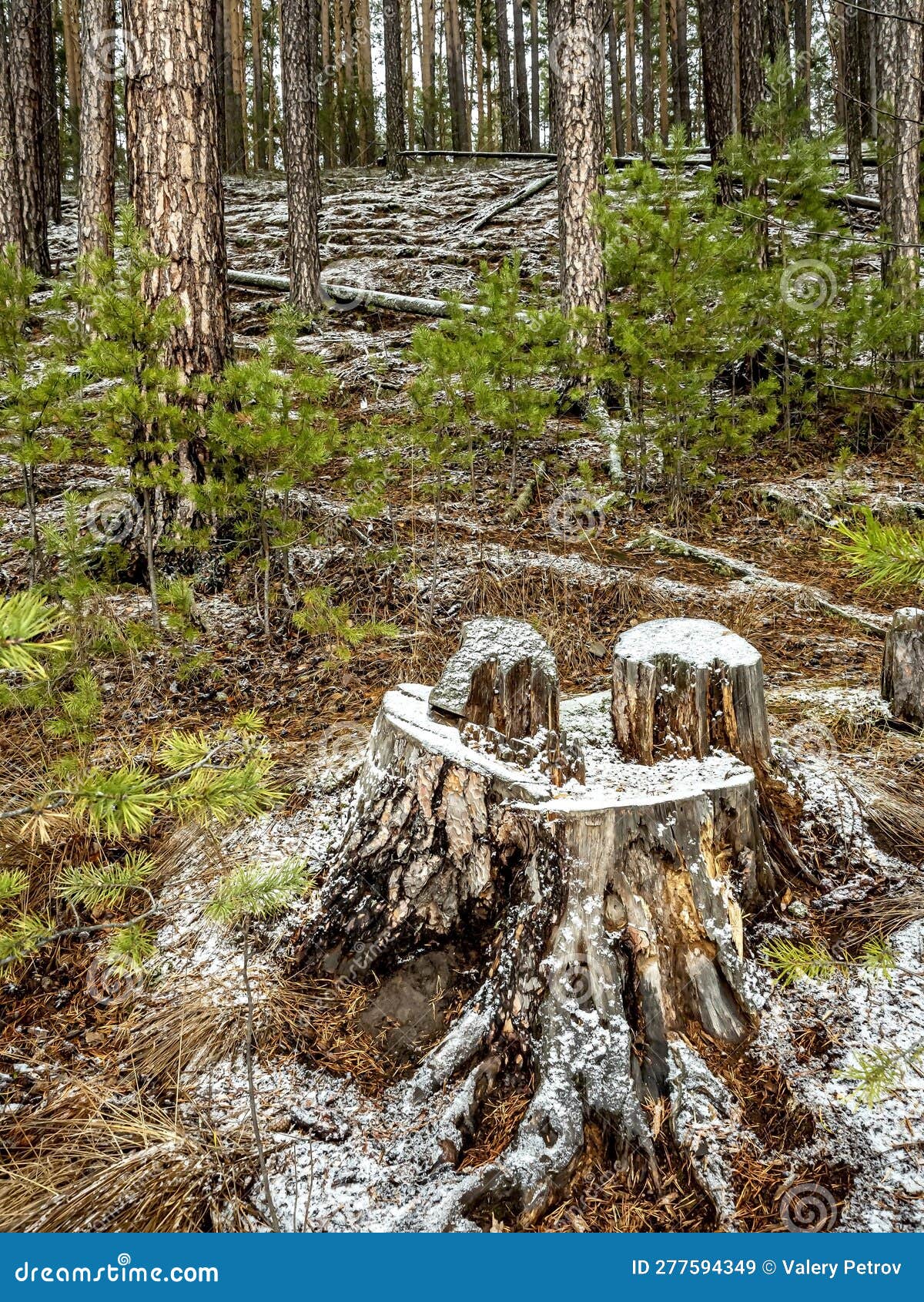 Old Stump in a Pine Forest Covered with the First Snow Stock Image ...