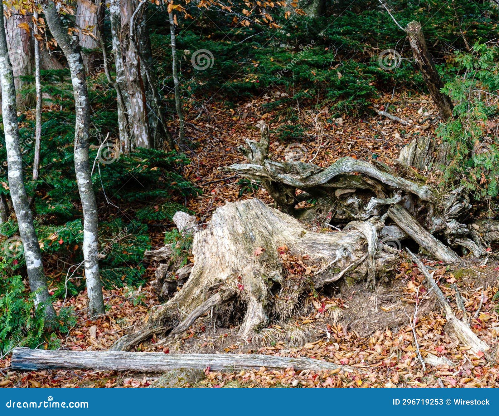 Old Stump with Roots Sticking Out of the Ground Stock Image - Image of ...