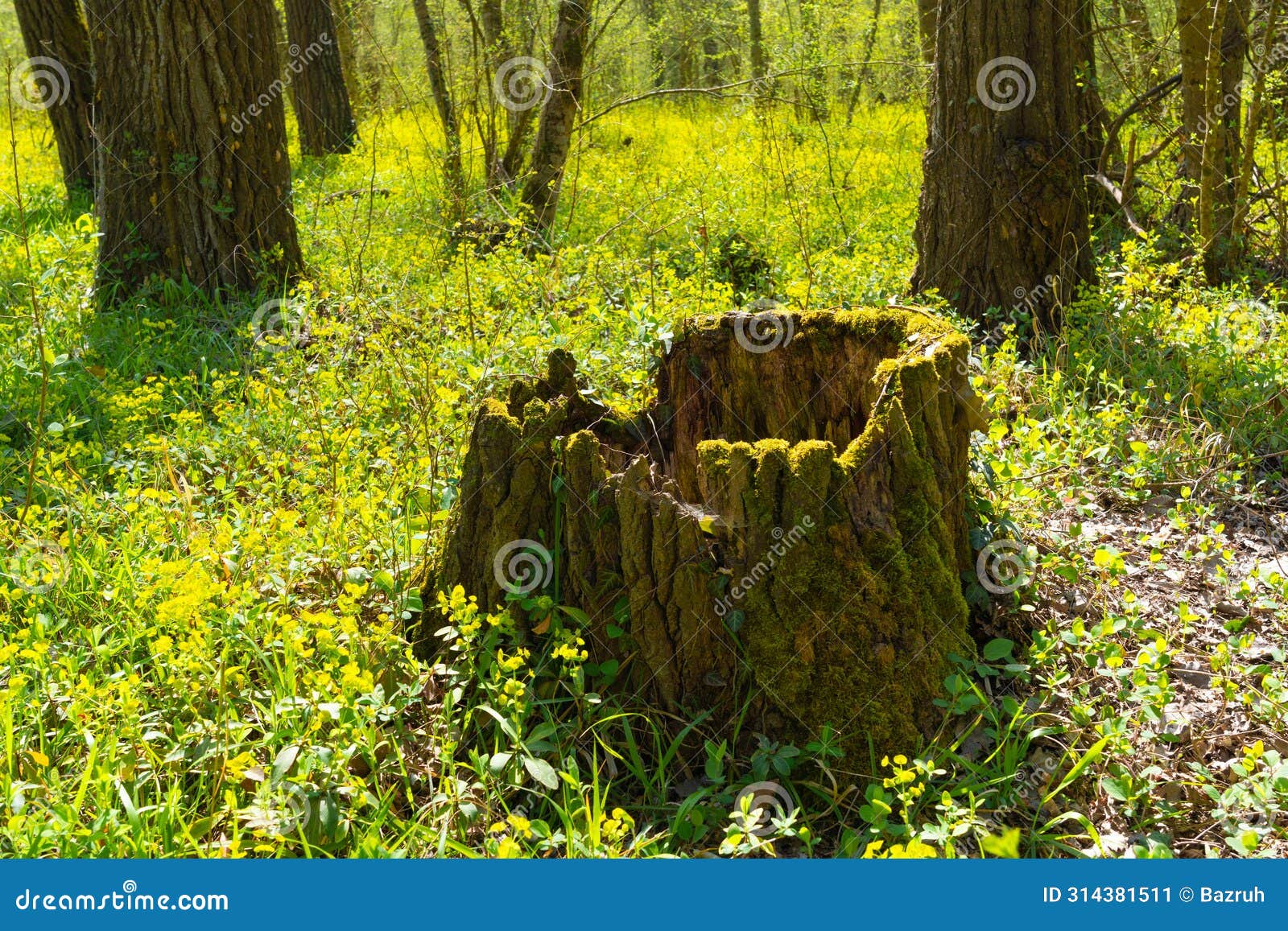 Old Stump in Spring Green Forest. Nature Wallpaper Stock Image - Image ...
