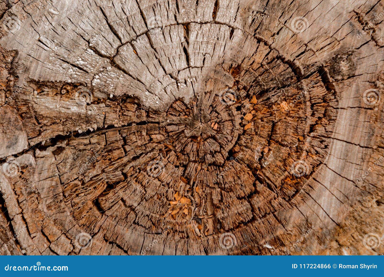 Old stump stock photo. Image of structure, macro, garden - 117224866