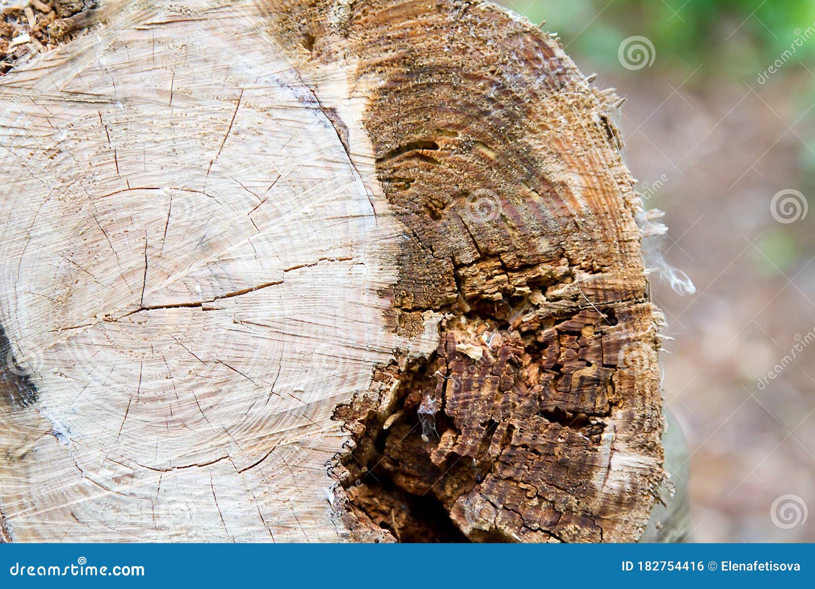 Old Stump of Tree in a Forest, Top View Stock Photo - Image of rough ...