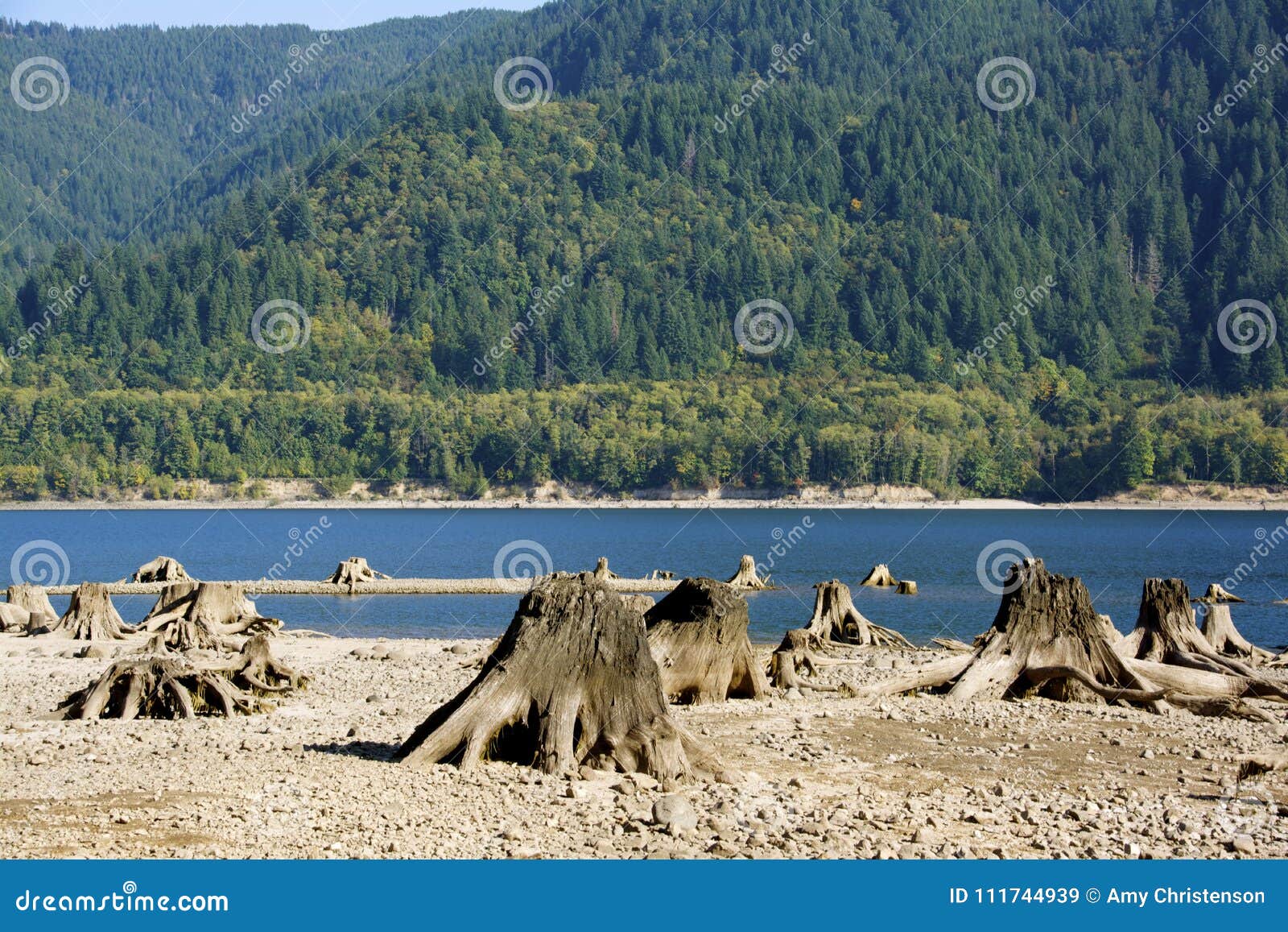 Stump At A Beach . A Stump And The Beach Sunset . Wave . A Tree Stump ...
