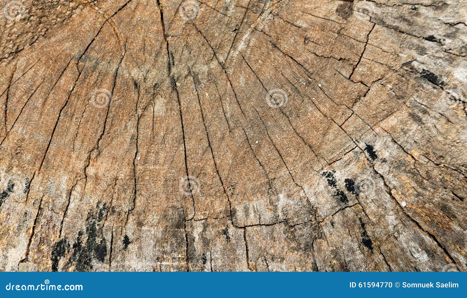 Old stumps stock photo. Image of details, natural, cross - 61594770