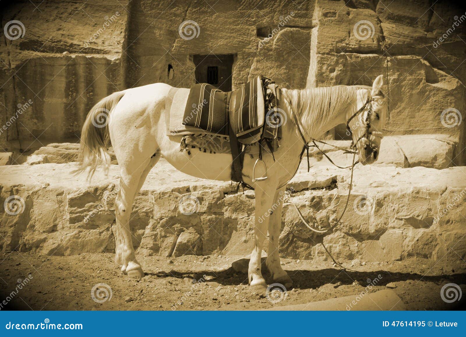 Old style arabian horse stock image. Image of mare, jordan - 47614195