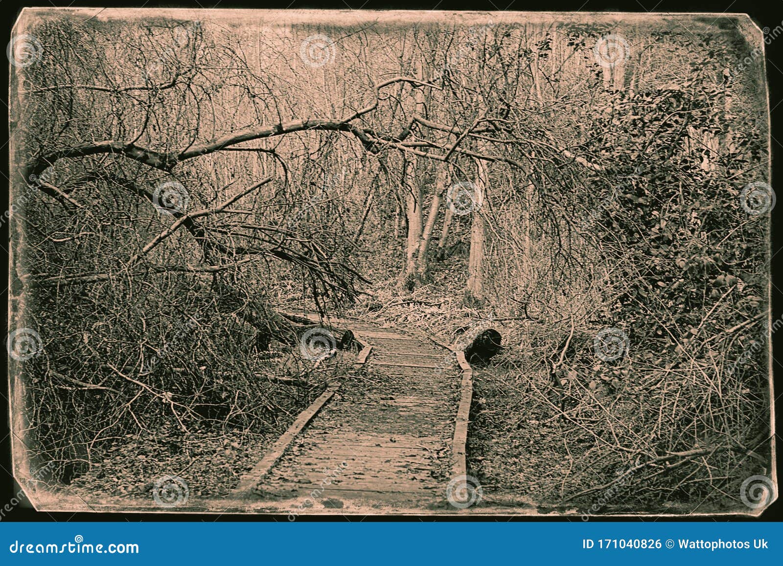 Old Style Picture Stone Path Walk Way with Trees at the Side in a ...