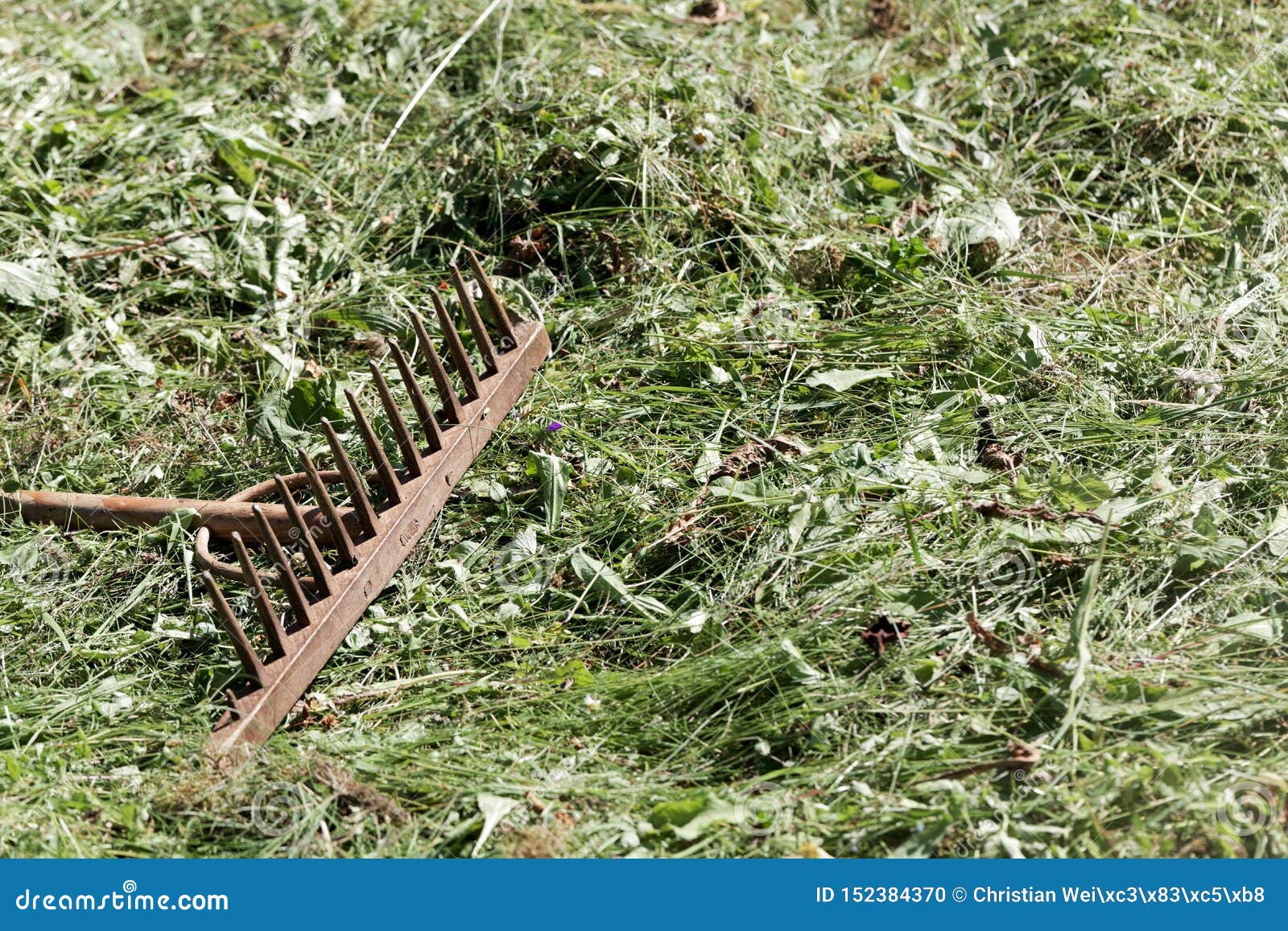 Old Style Rake in Fresh Mowed Hay Stock Photo - Image of growing ...