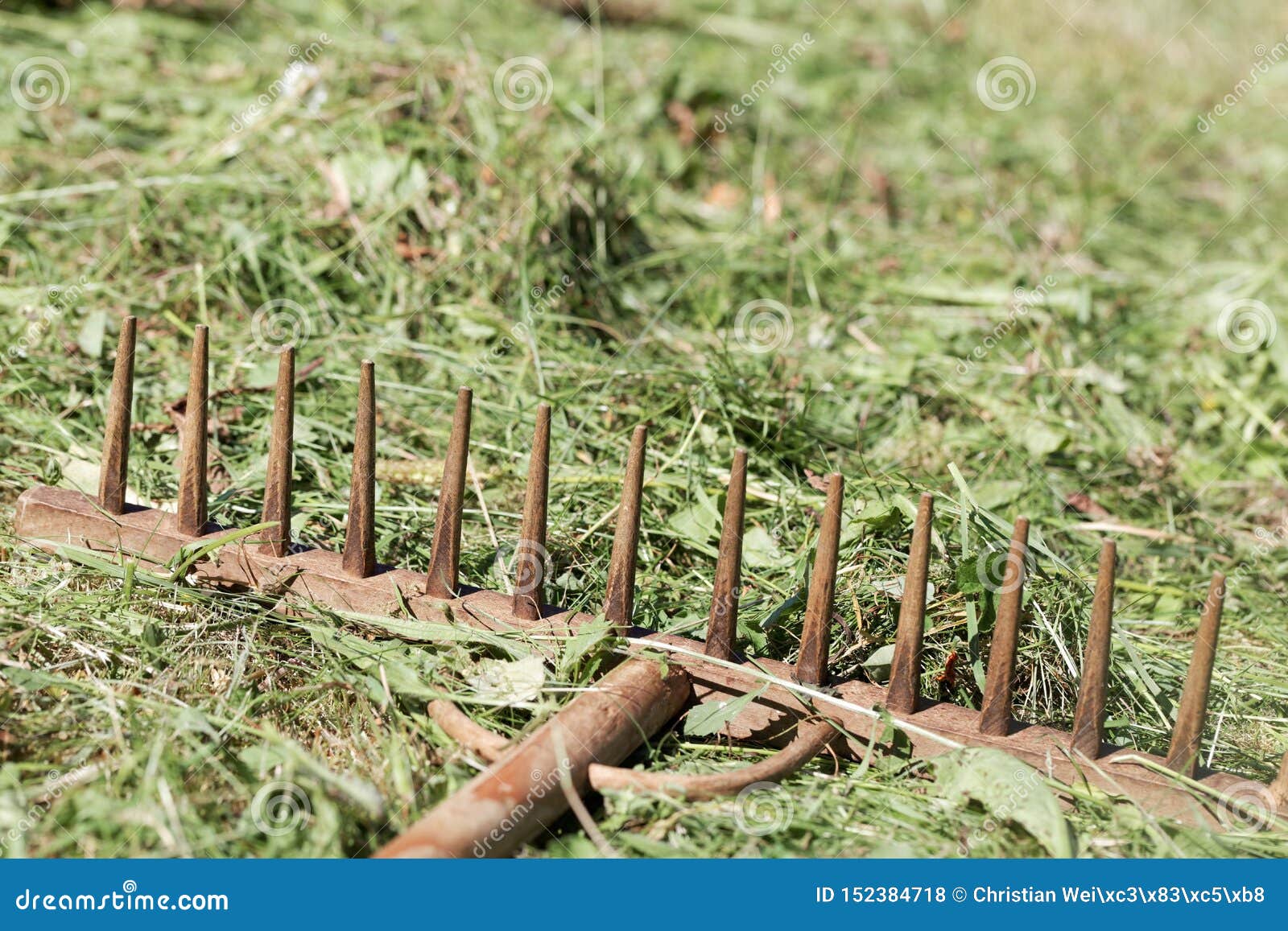 Old Style Rake in Fresh Mowed Hay Stock Photo - Image of grass, closeup ...