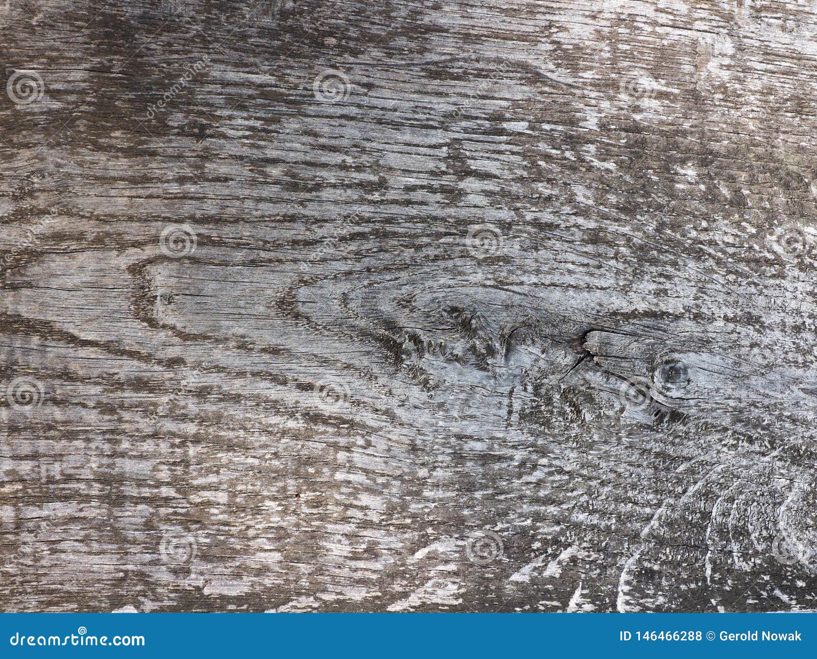 Old Sun Bleached Wood Crest Stock Photo - Image of tree, forest: 146466288