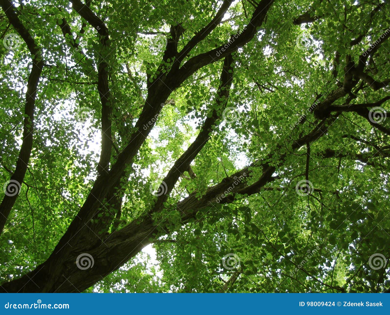 Old Sunlit Tree Branches from Below Stock Photo - Image of branches ...