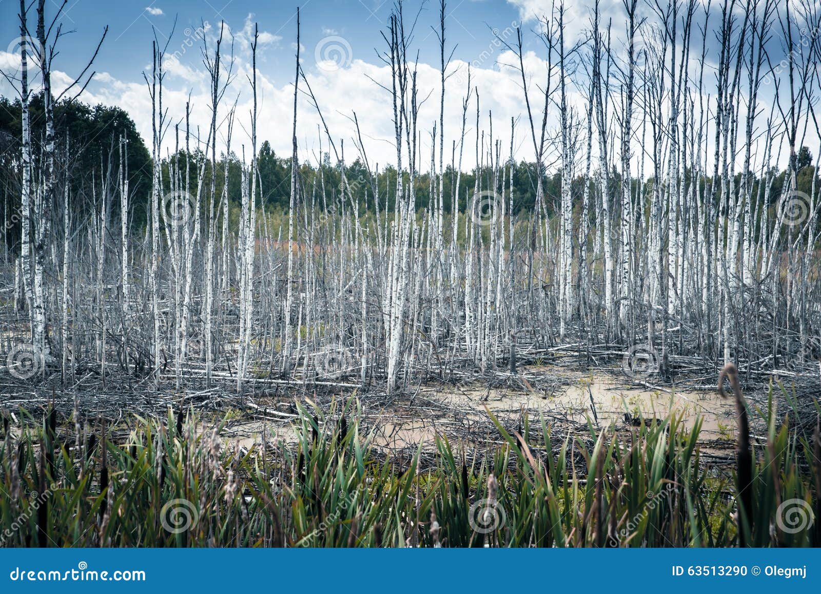 Swamp With Dead Trees In Infrared Royalty-Free Stock Photography ...