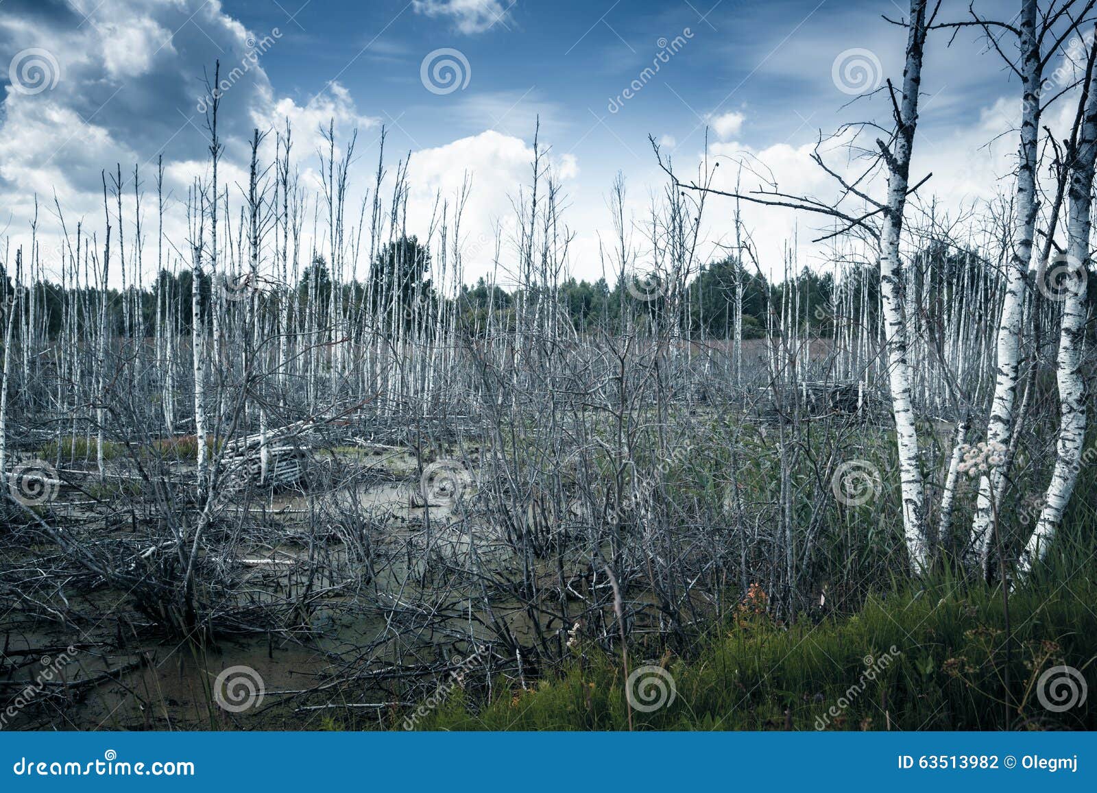 Old swamp with dead trees stock photo. Image of swell - 63513982