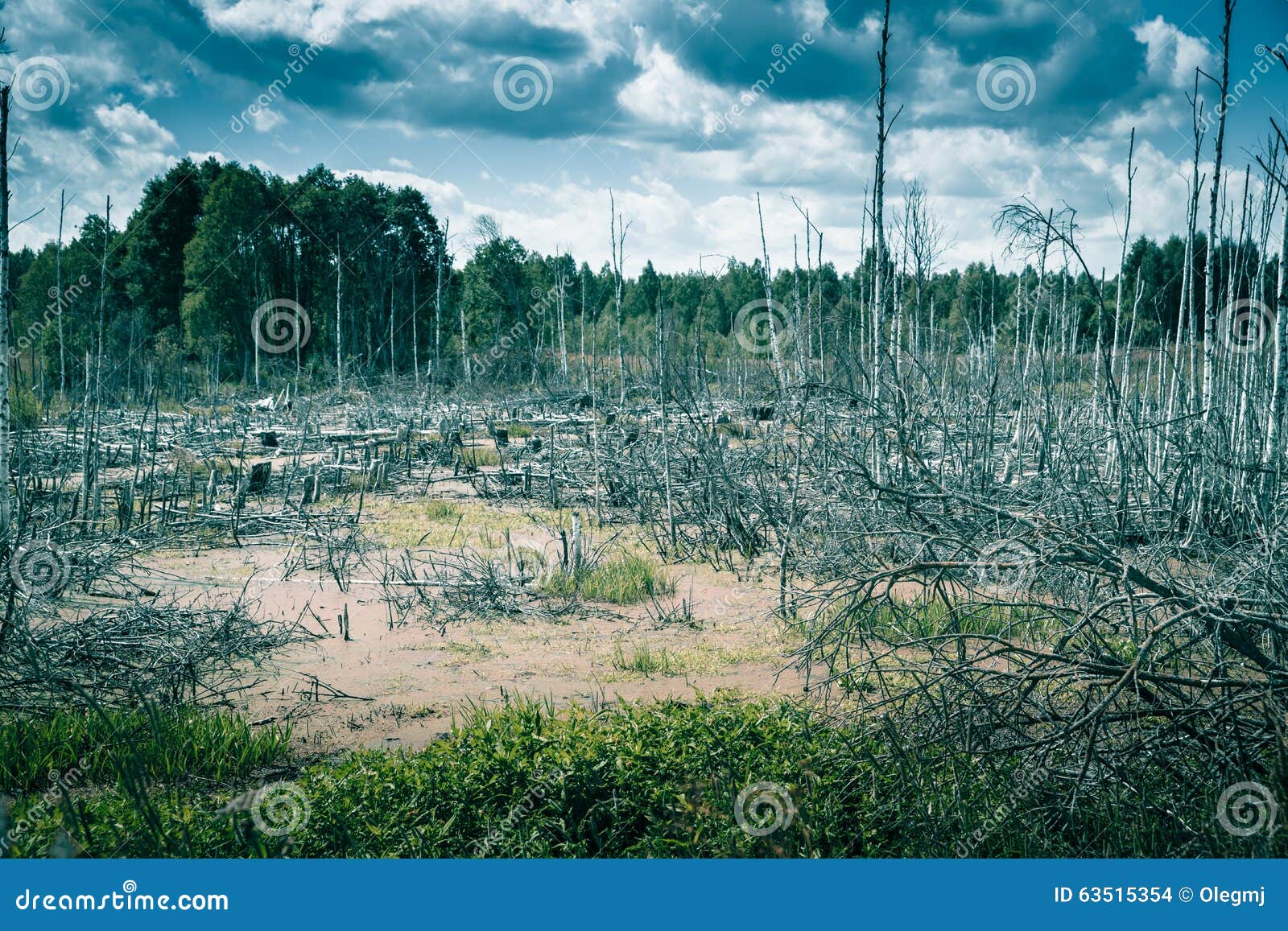 Old swamp with dead trees stock photo. Image of nature - 63515354