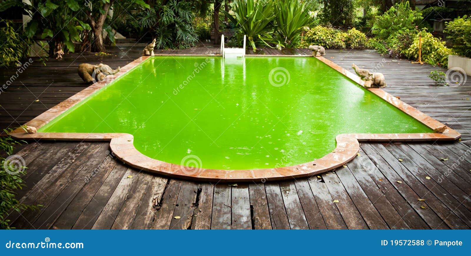 Old swimming pool stock photo. Image of green, grunge - 19572588