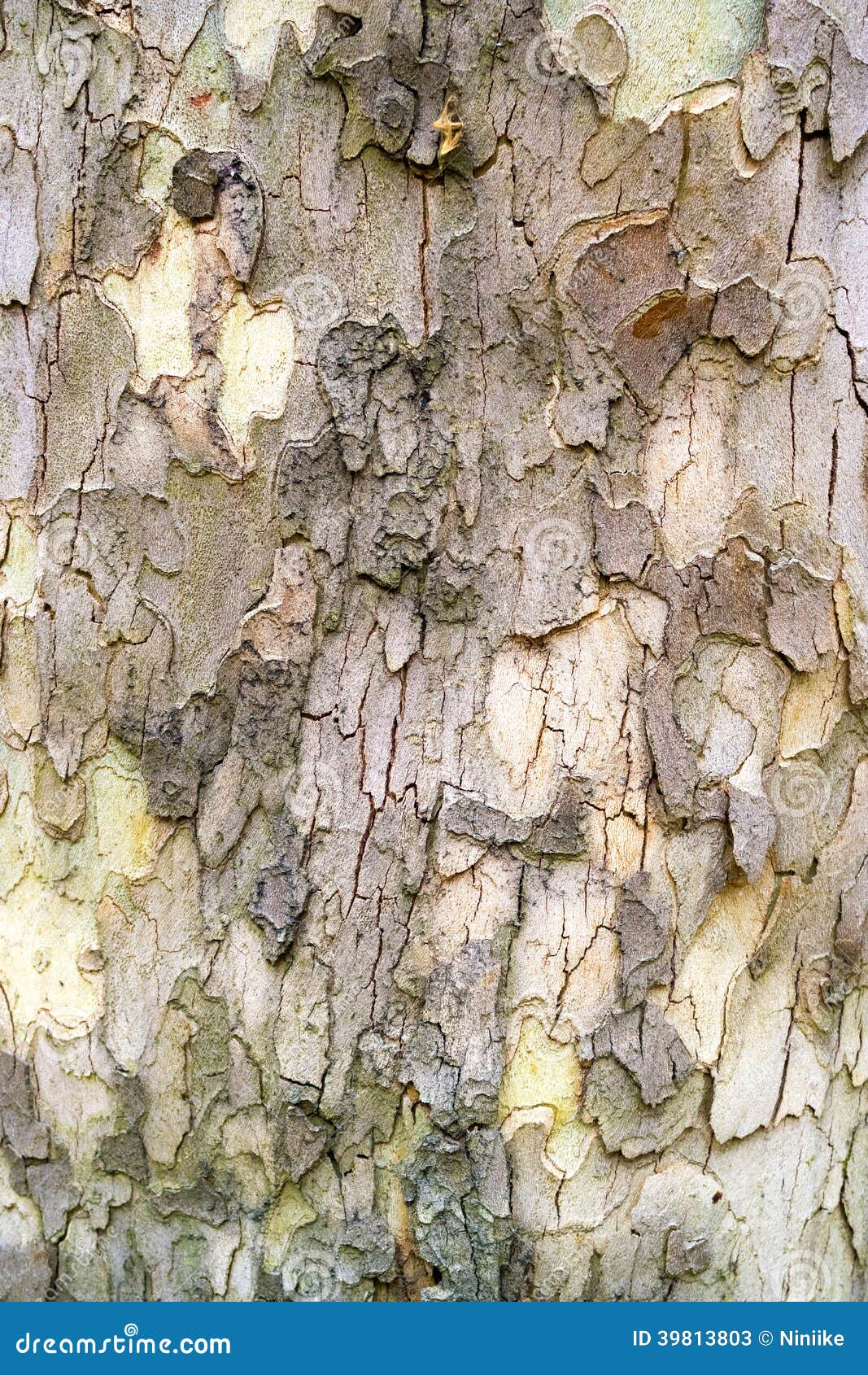 Old sycamore tree bark stock image. Image of aging, forest - 39813803