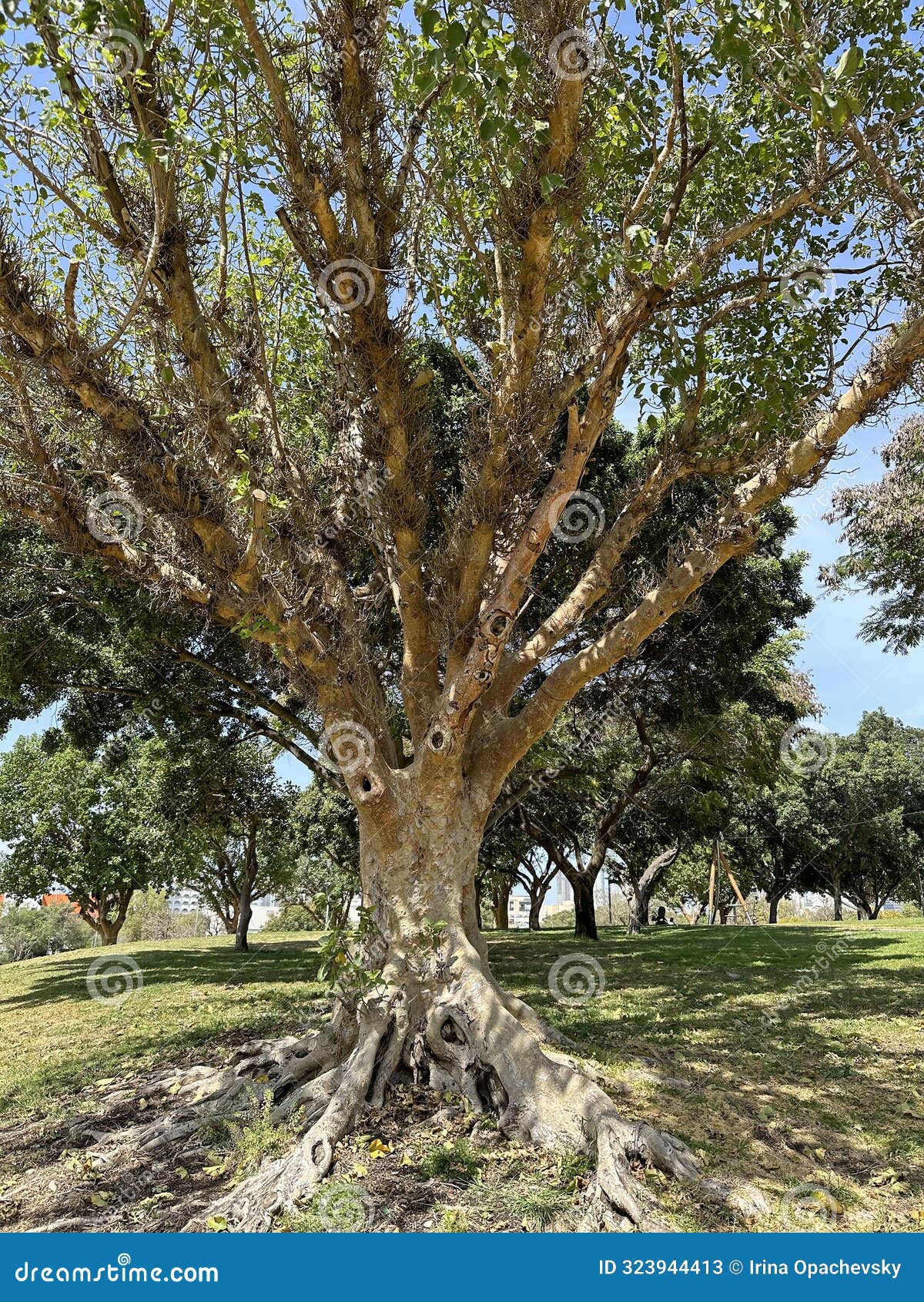 Old Sycamore Tree in the Park Stock Image - Image of crown, branch ...