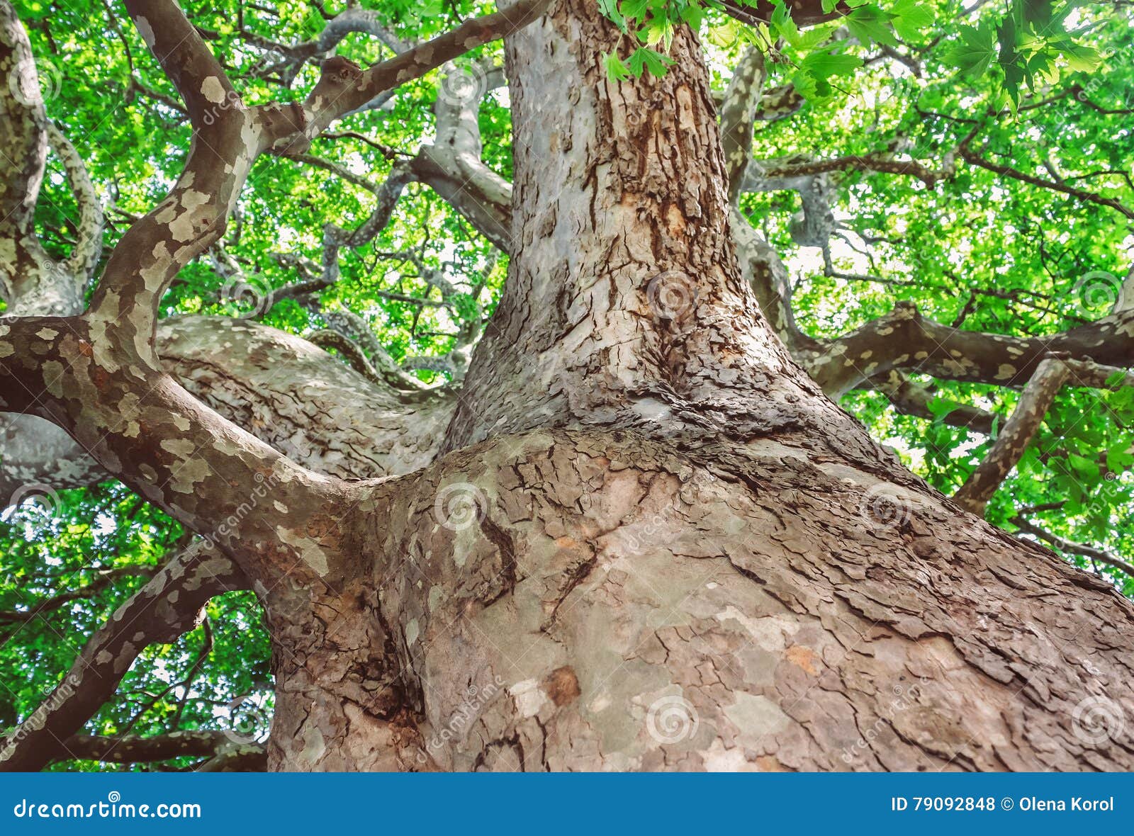Old sycamore tree stock photo. Image of hardwood, texture - 79092848