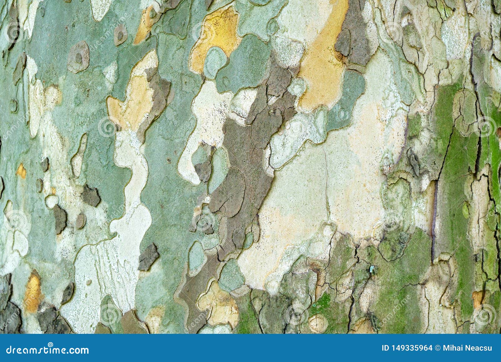 Old Sycamore Tree Platanus Orientalis Bark/outer Layer Texture ...