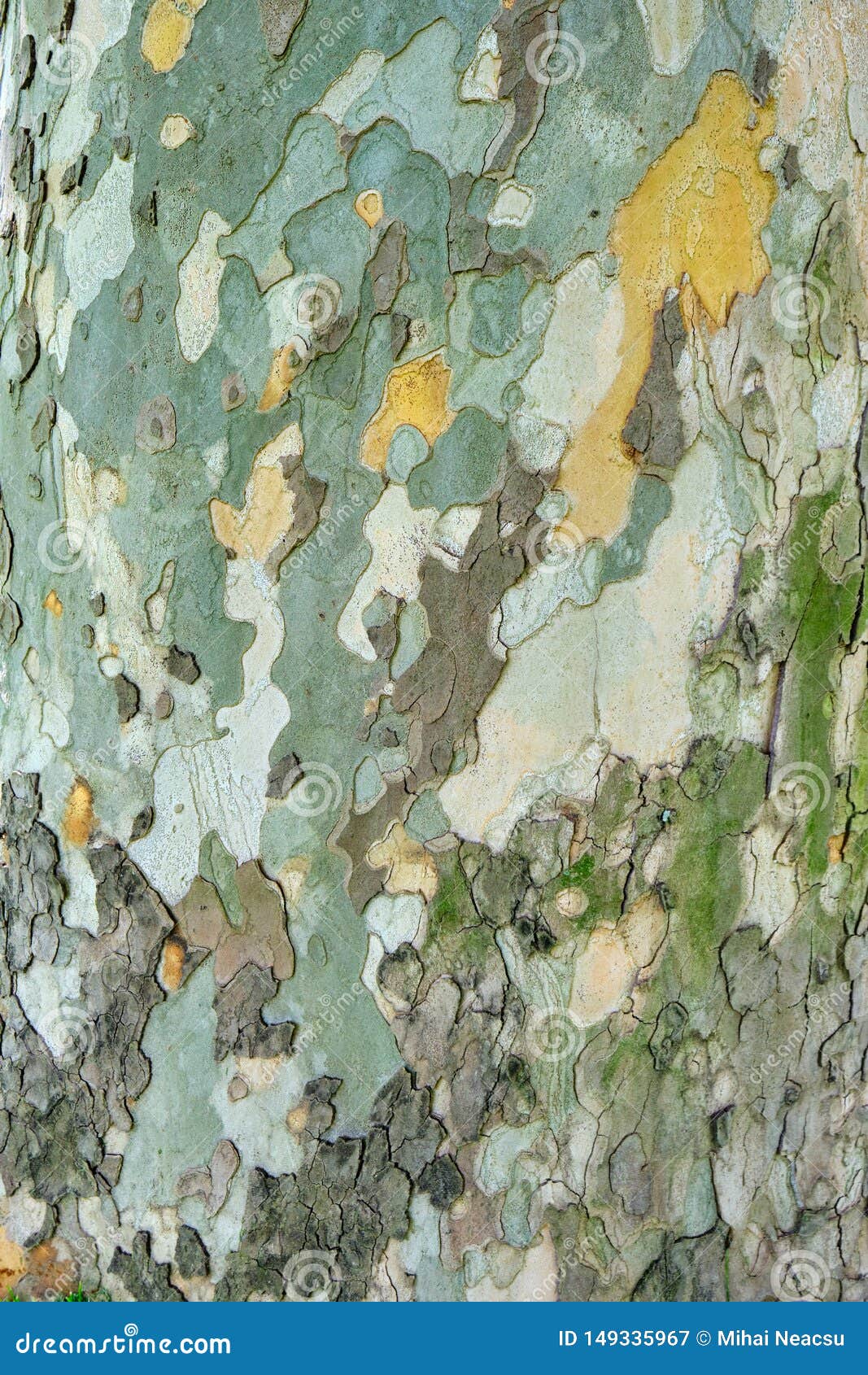 Old Sycamore Tree Platanus Orientalis Bark/outer Layer Texture ...
